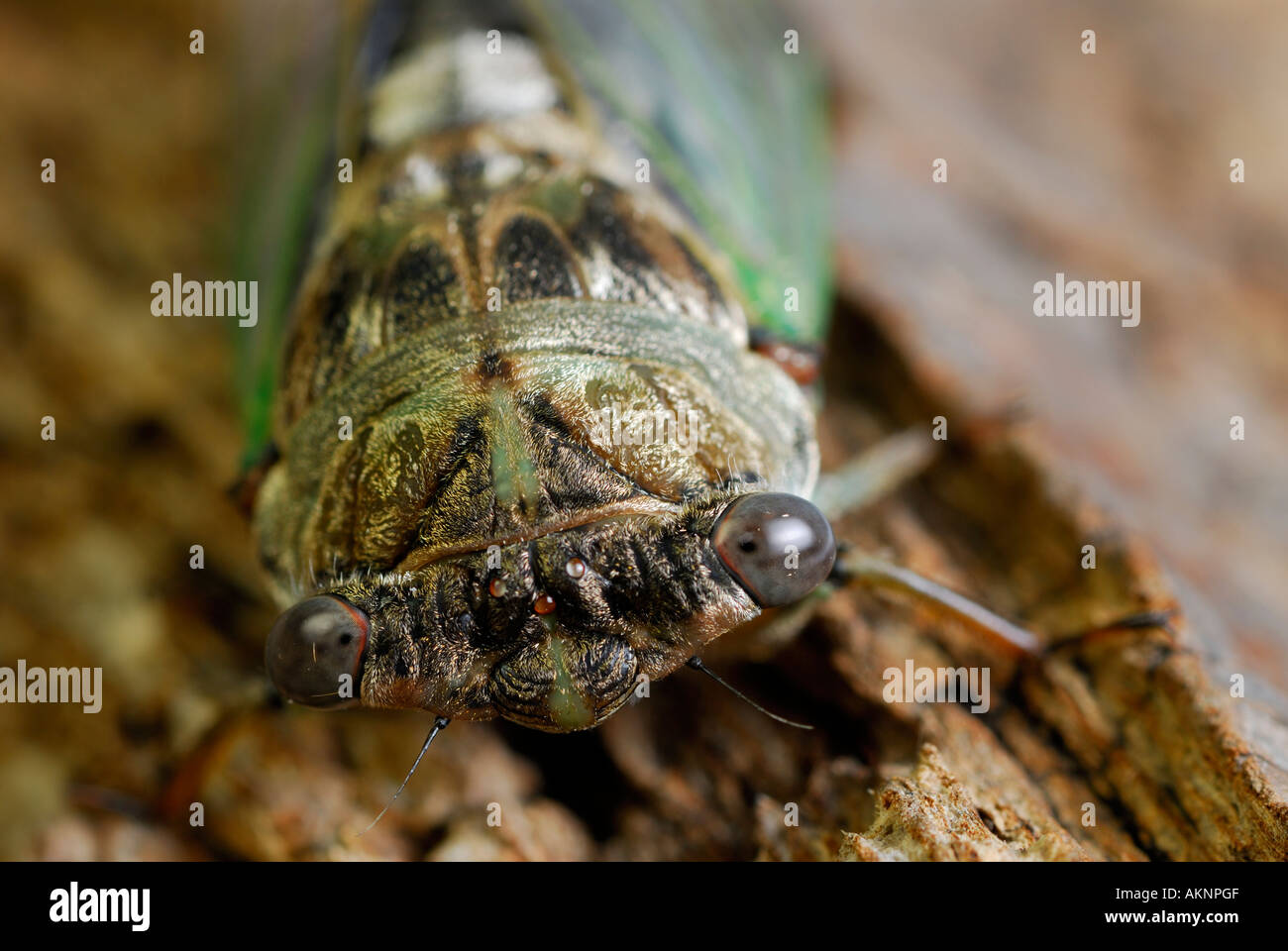 Bug on bark hi-res stock photography and images - Alamy