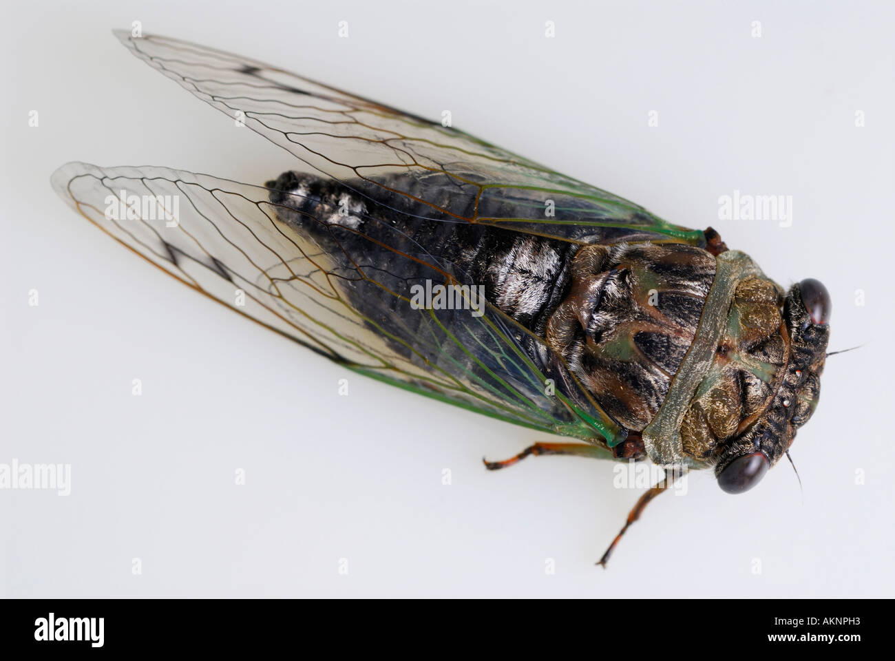 Angled top view of cicada Tibicen pruinosa buzzing winged insect on ...