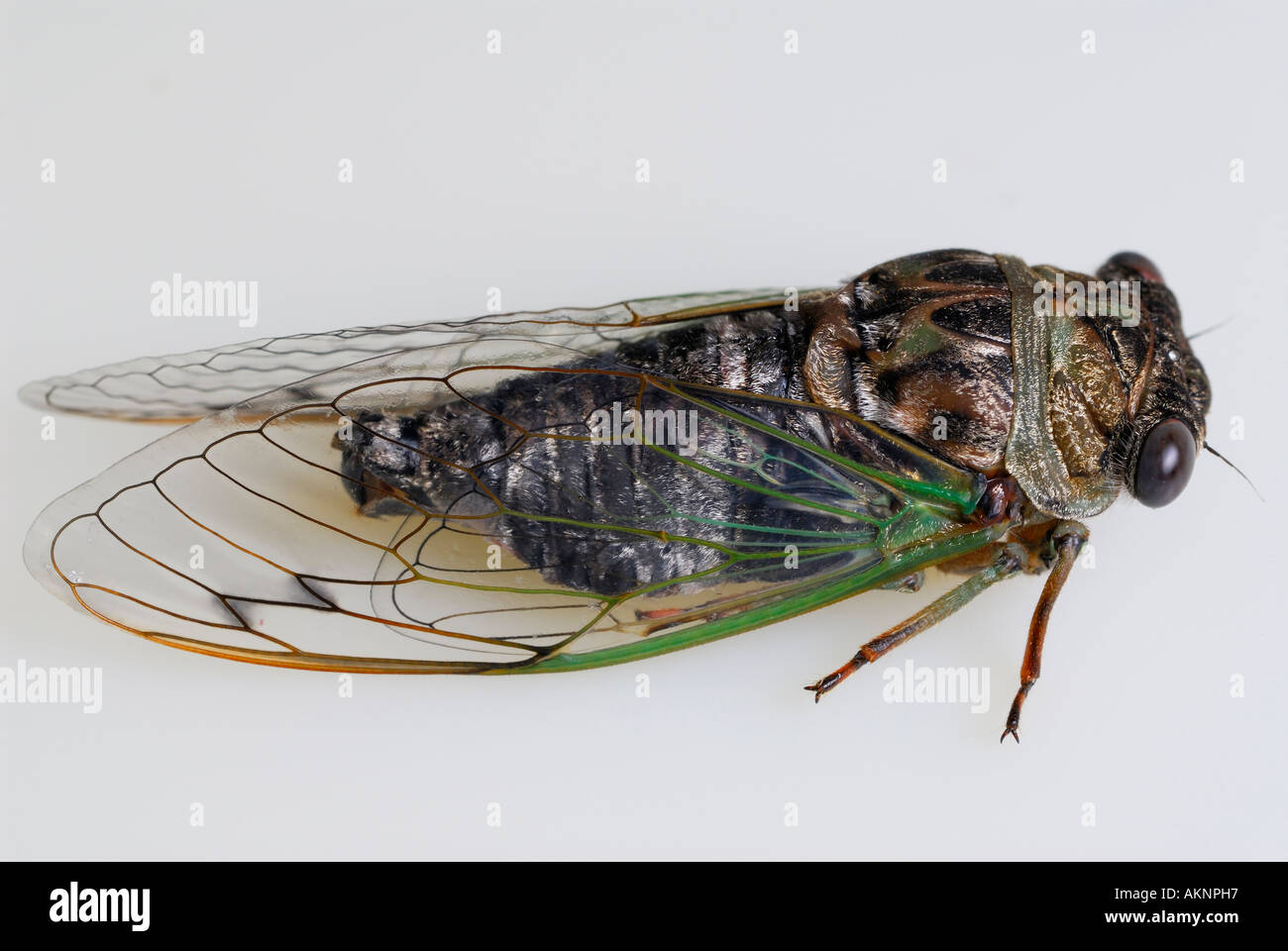 Straight side view of cicada buzzing insect on white background Stock ...