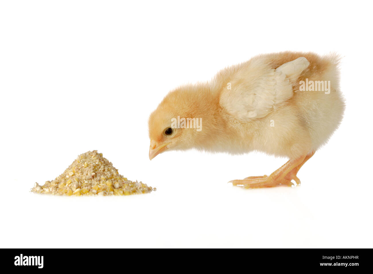 Baby chicken having a meal Stock Photo - Alamy