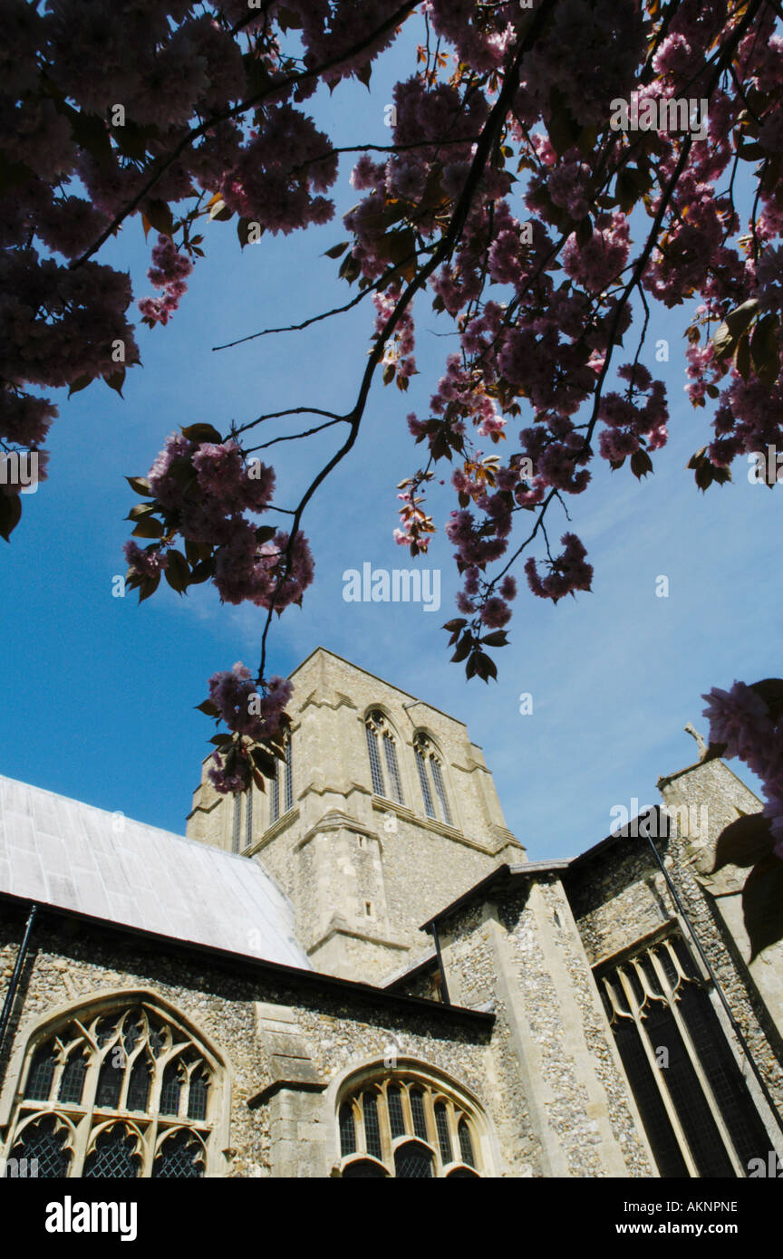 Cherry blossom and St Nicholas s Church in Dereham Norfolk UK Stock ...