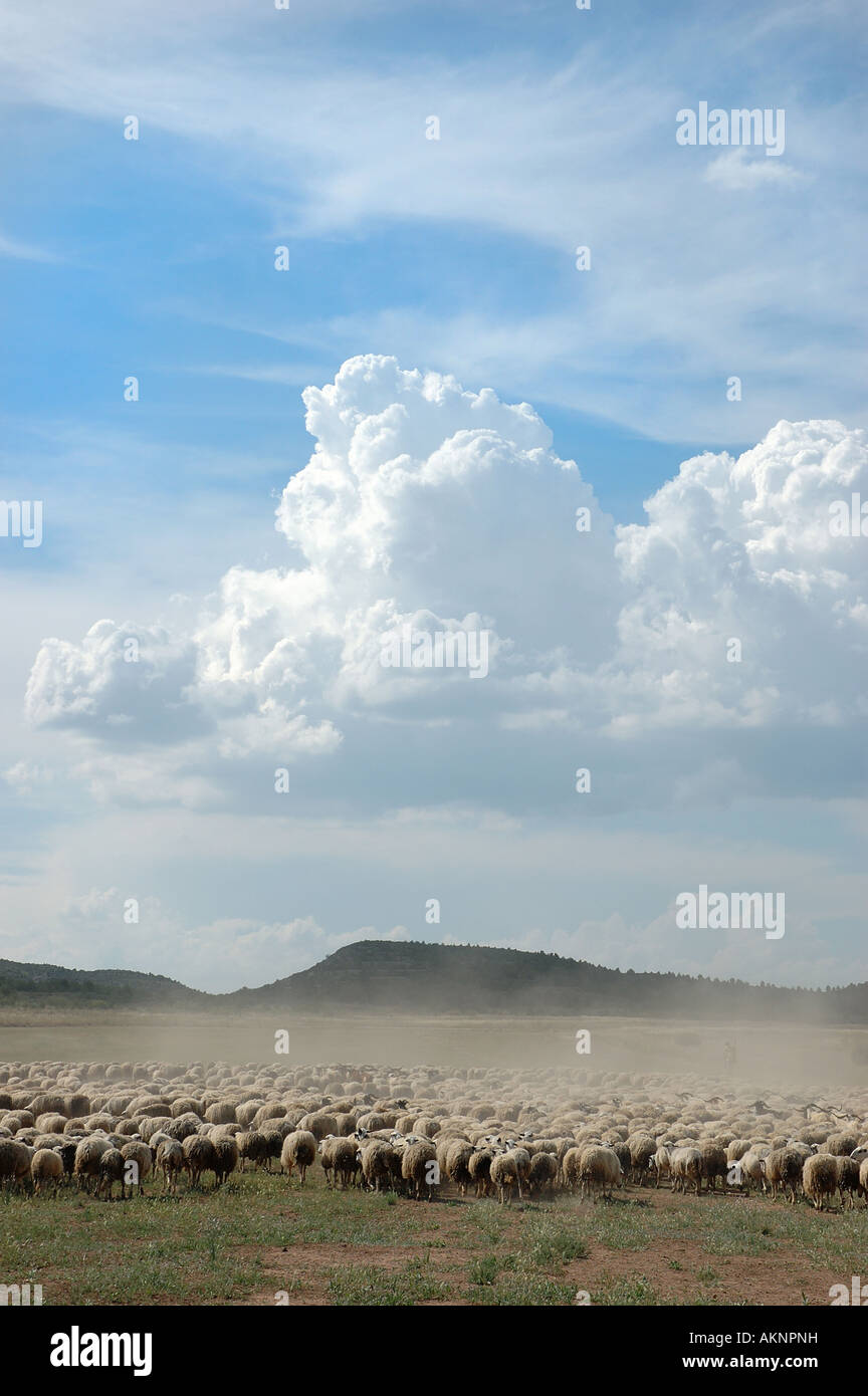 3,000 migrating sheep drag a dust cloud across the great expanse of the ...