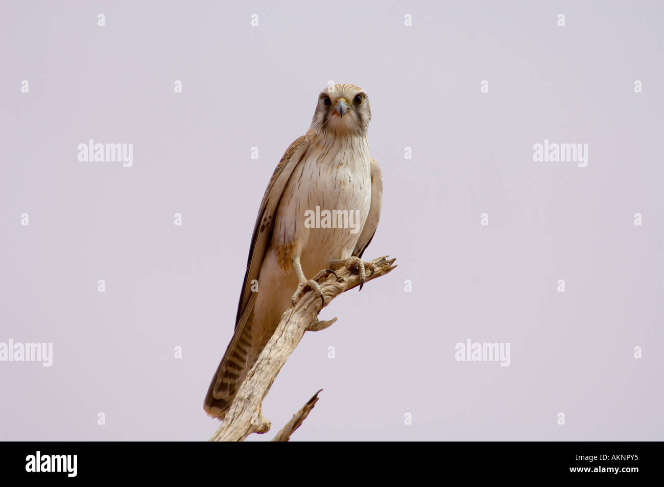 Falco hypoleucos hi-res stock photography and images - Alamy