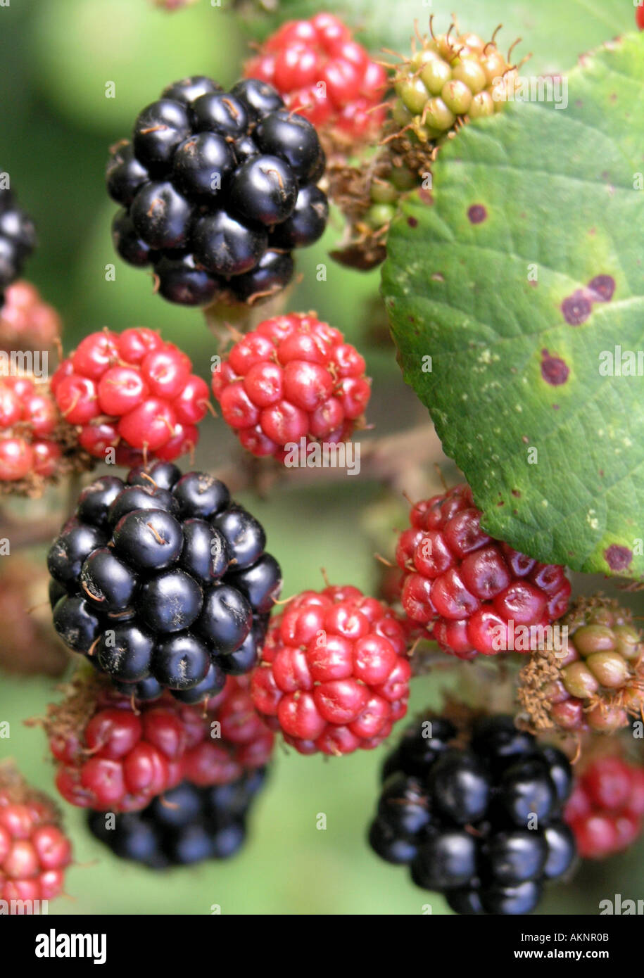 Backberries hi-res stock photography and images - Alamy