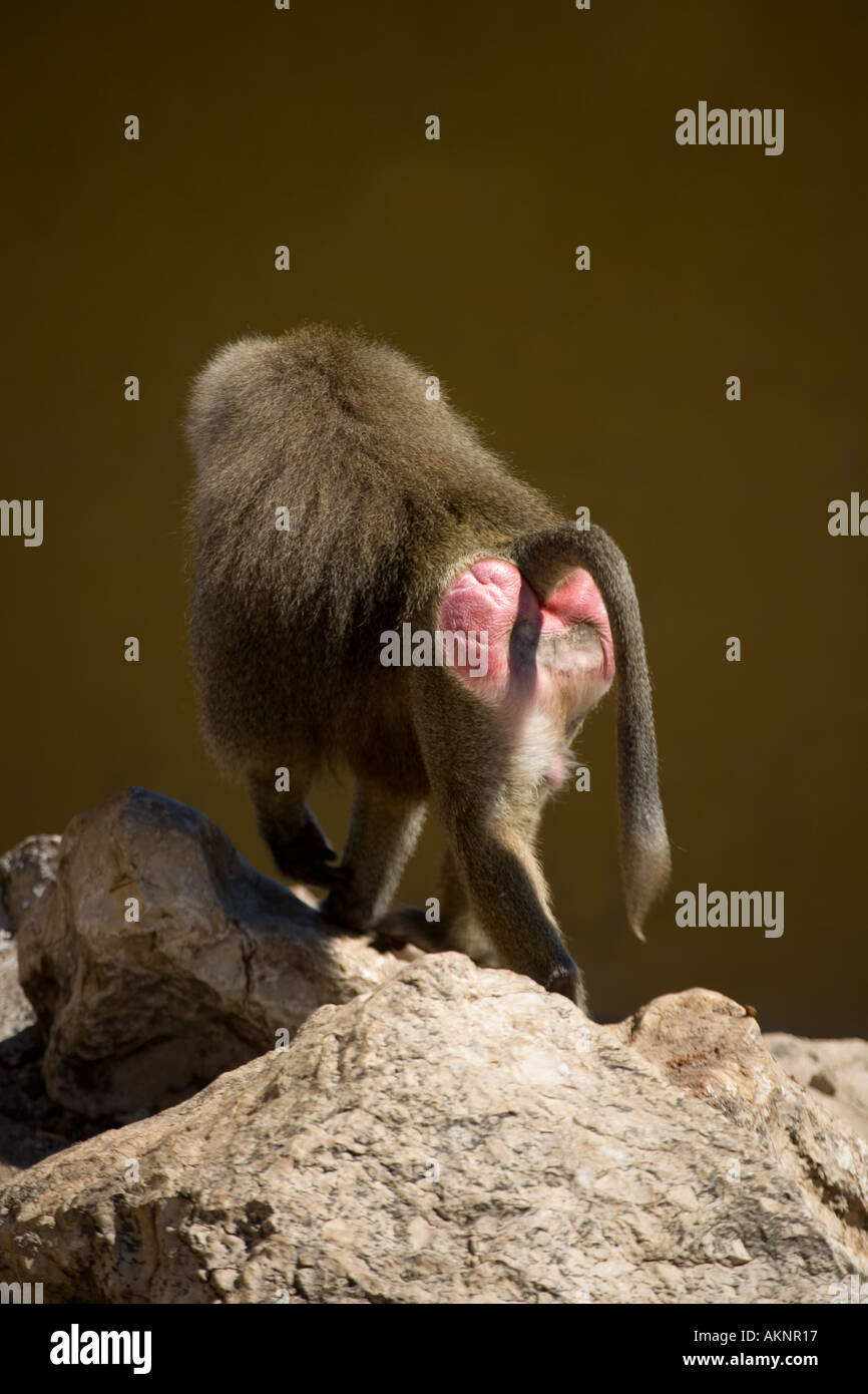 Baboon bottom hi-res stock photography and images - Alamy