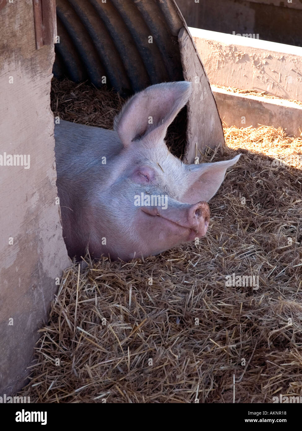 Outdoor pig hut hi-res stock photography and images - Alamy