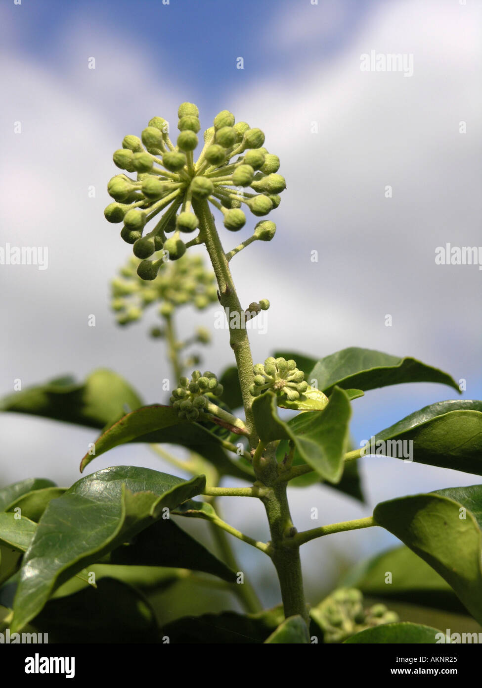 Common ivy flowers hedera helix Stock Photo - Alamy