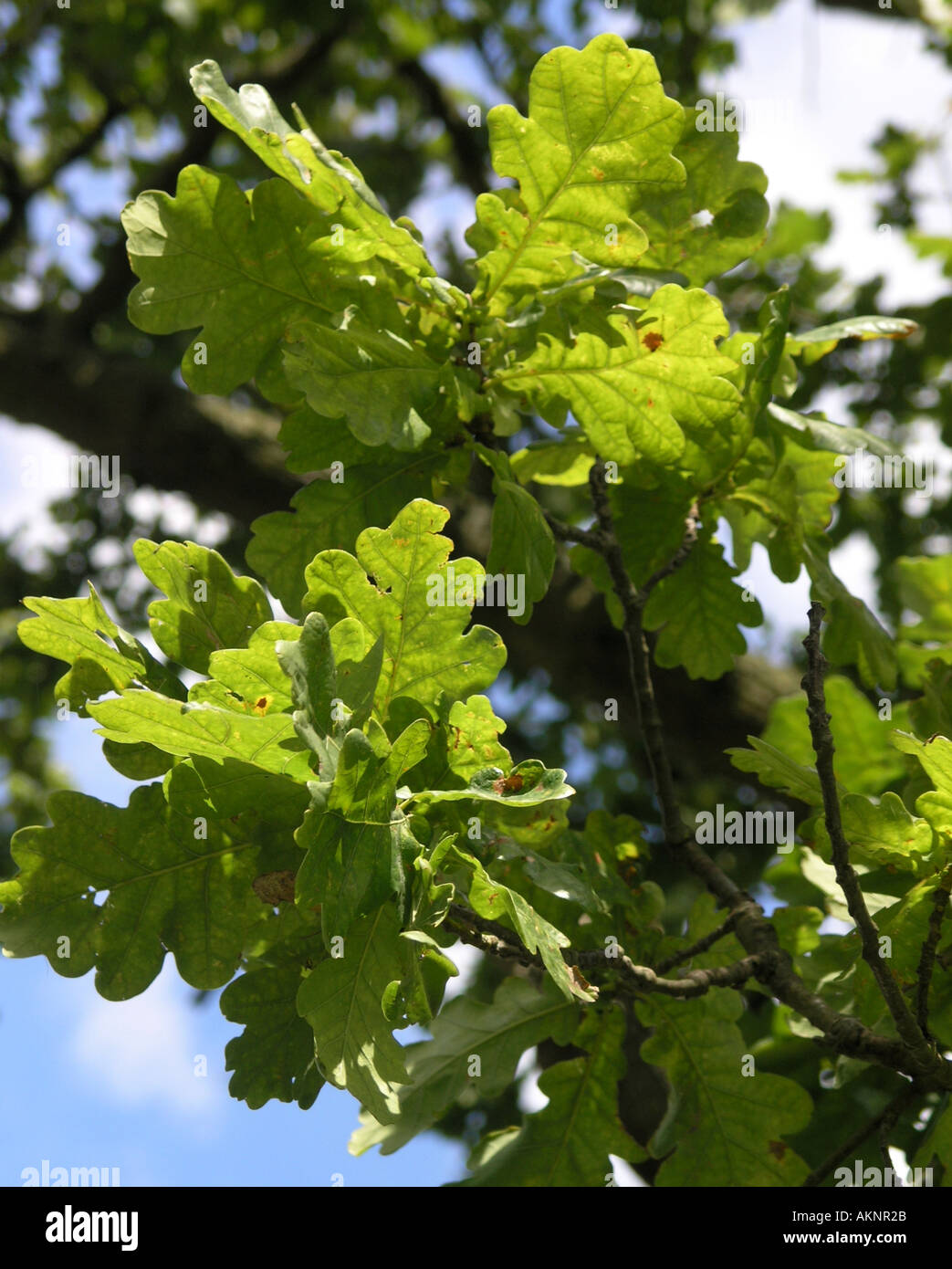 Thick side branch hi-res stock photography and images - Alamy