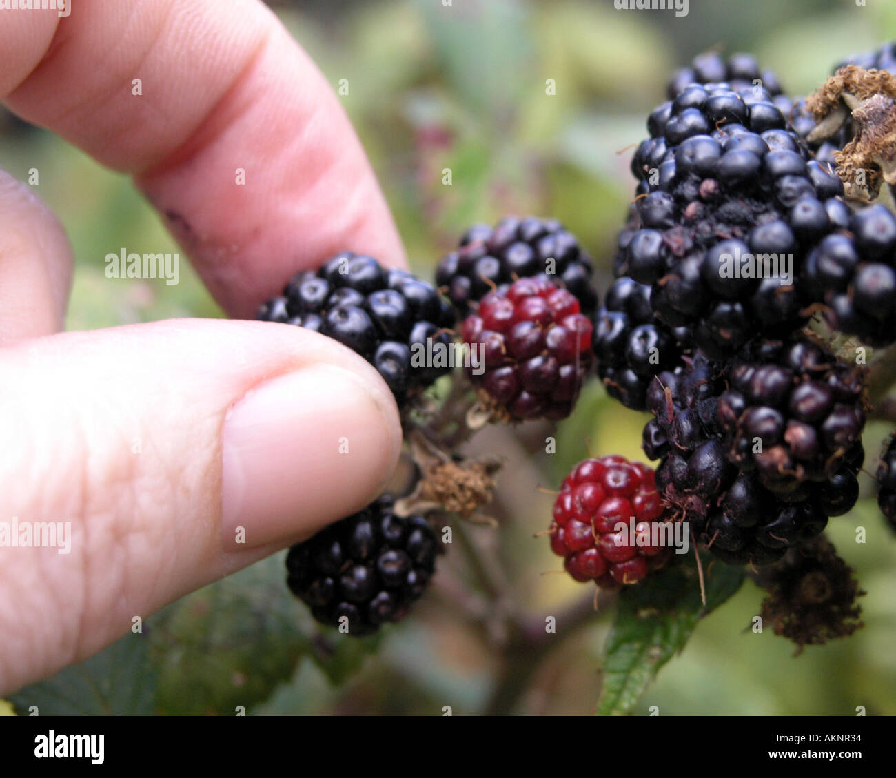 Hand picking blackberries from a hedgerow Stock Photo - Alamy