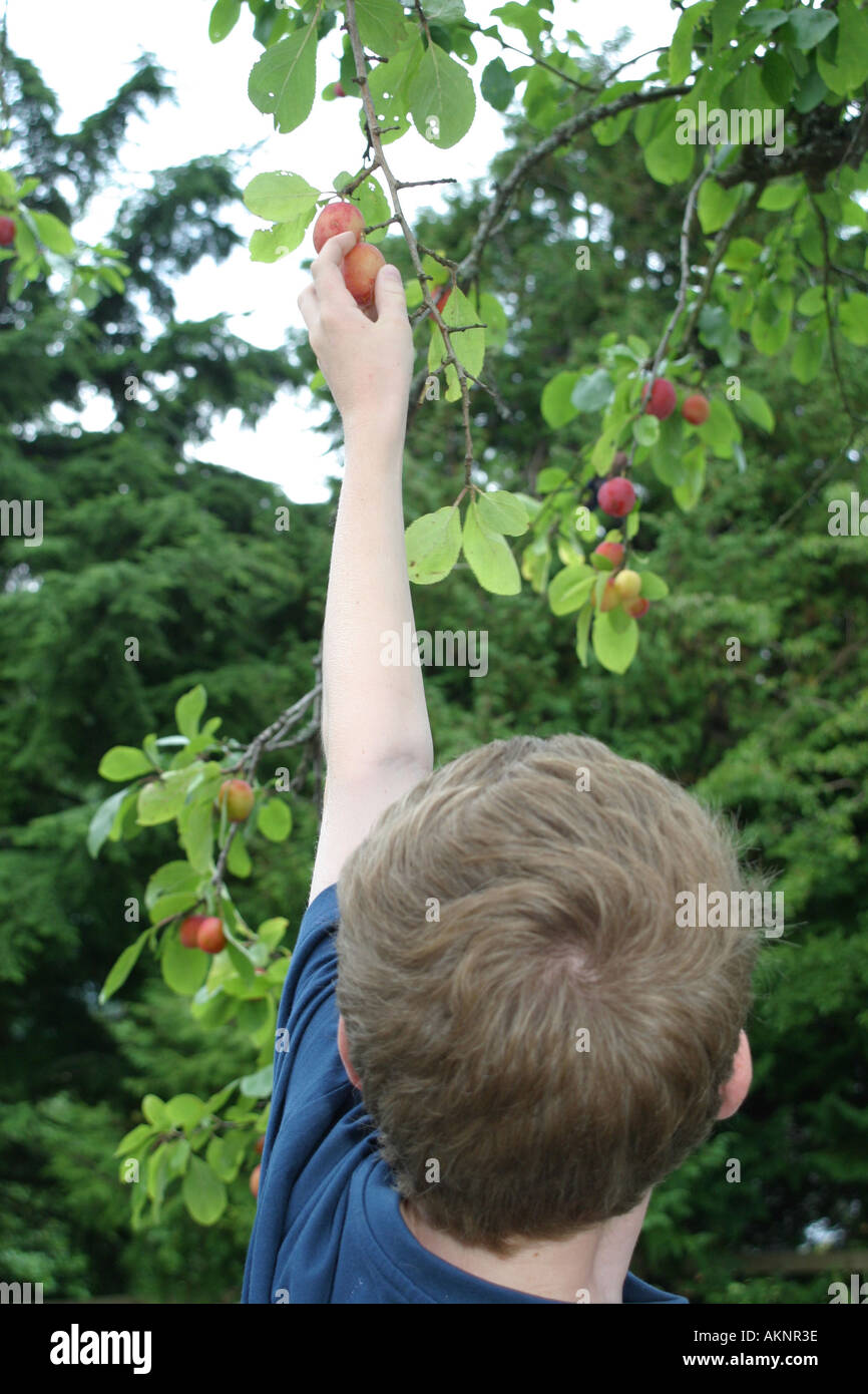 a boy picking plums from a tree Stock Photo - Alamy