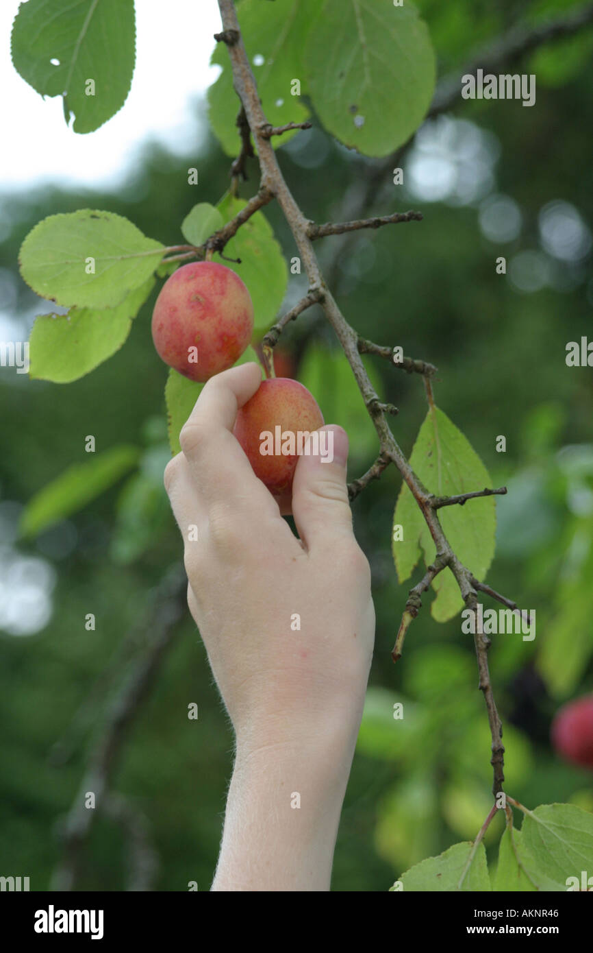 a boy picking plums from a tree Stock Photo - Alamy