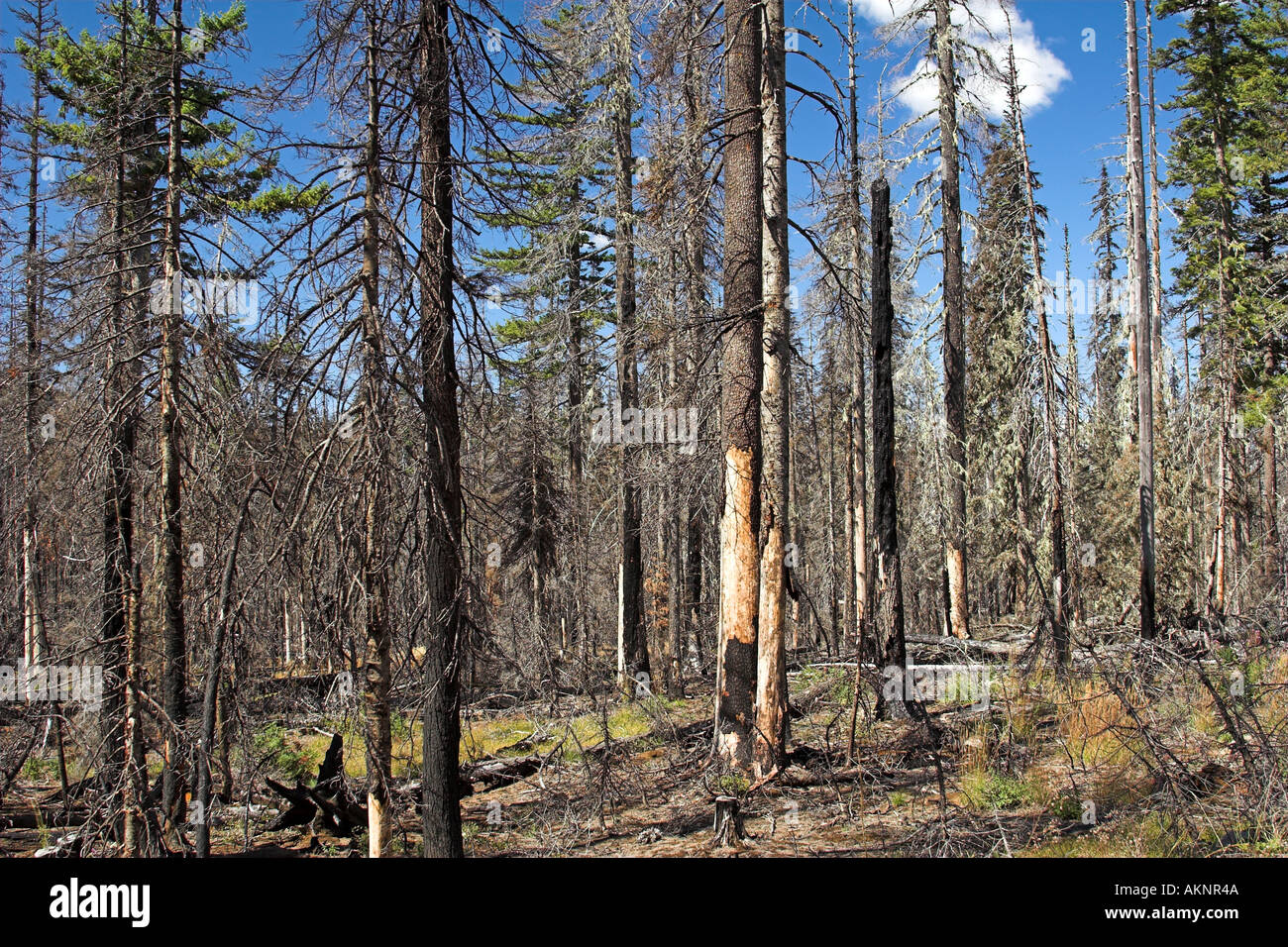 Fire recovery hi-res stock photography and images - Alamy