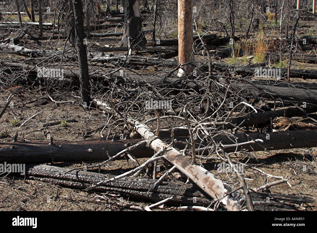 B and B forest fire recovery after two years Stock Photo - Alamy