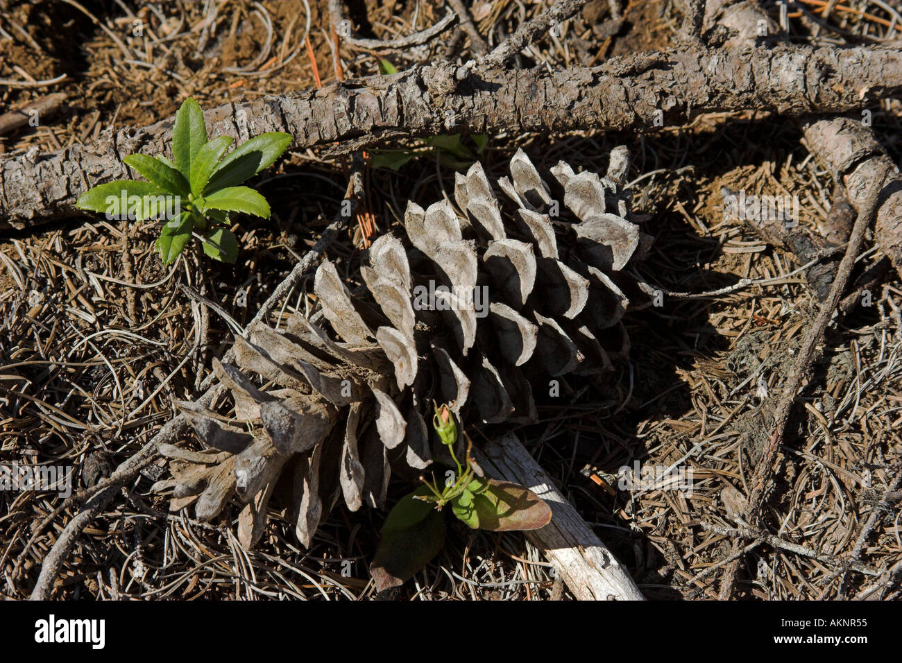 B and B forest fire recovery after two years Stock Photo - Alamy