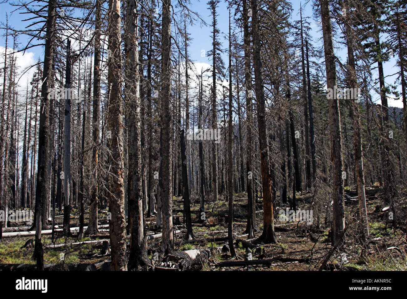 B and B forest fire recovery after two years Stock Photo - Alamy