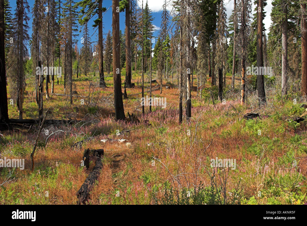B and B forest fire recovery after two years Stock Photo - Alamy
