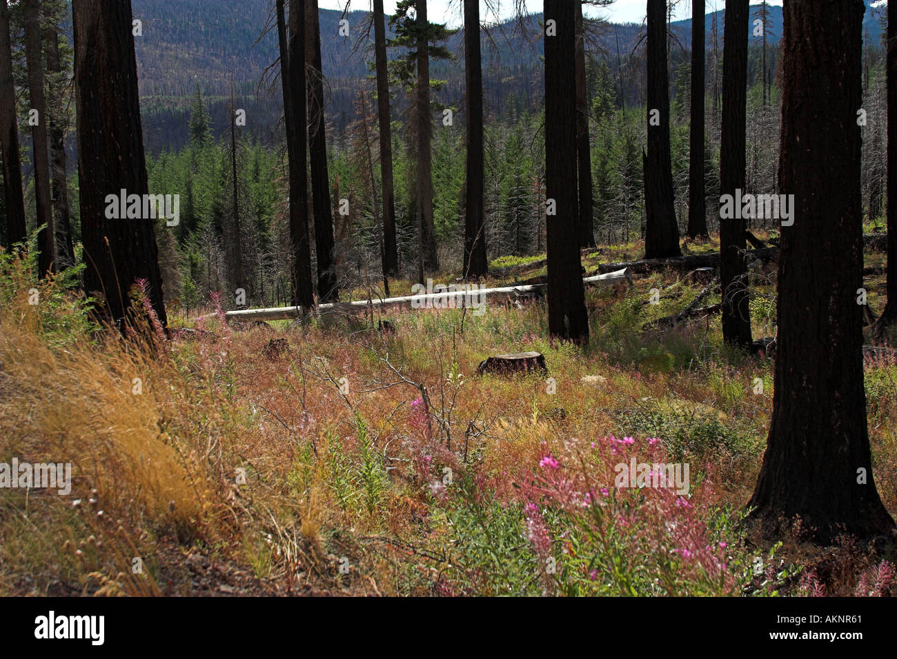 B and B forest fire recovery after two years Stock Photo - Alamy