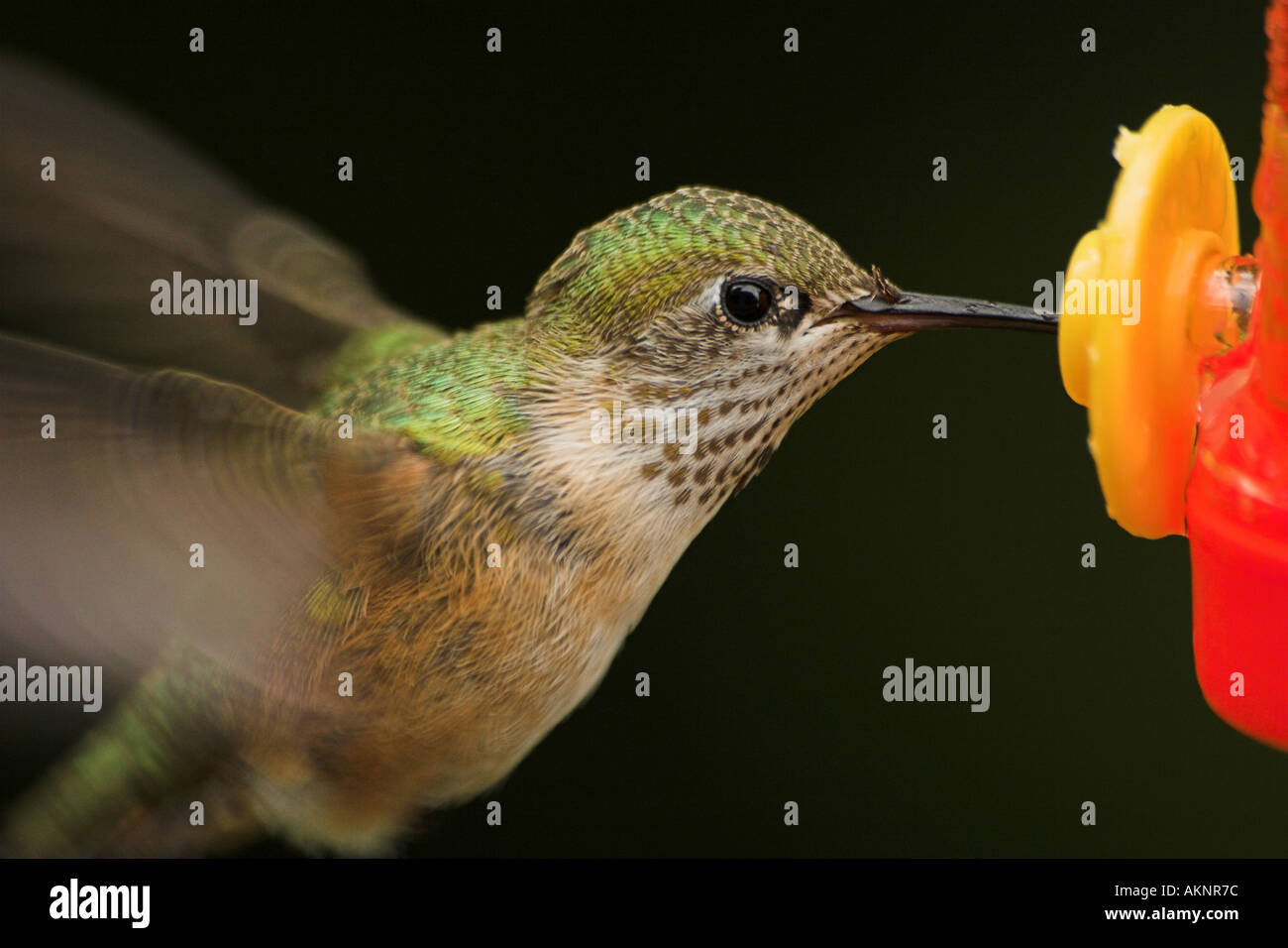 Female Rufous Hummingbird feeding at feeder in flight 2005 Stock Photo ...