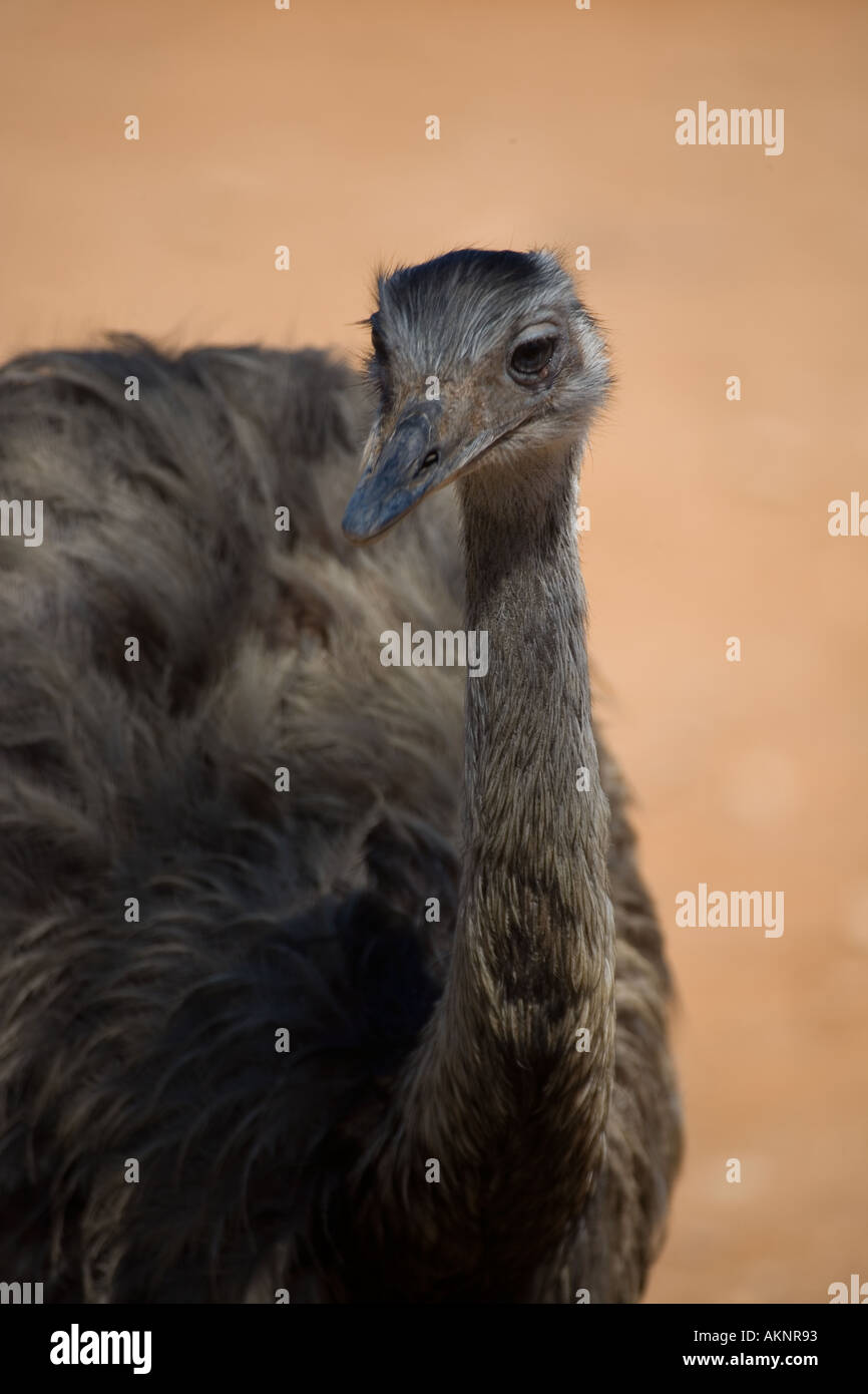 Rhea bird native south hi-res stock photography and images - Alamy