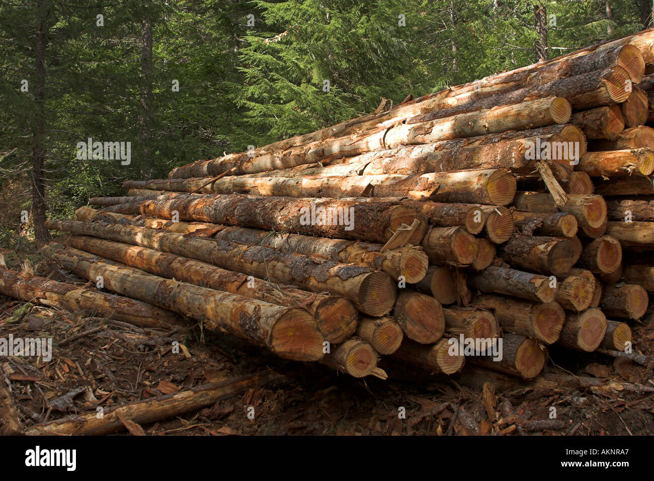 Log deck in forest logging thinning operation 2005 Stock Photo - Alamy