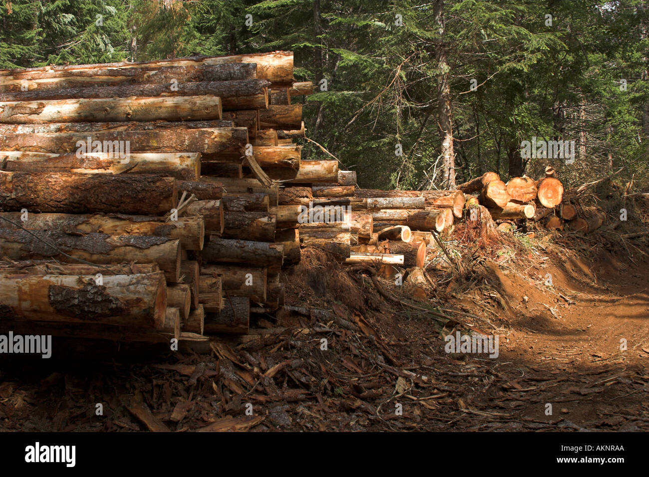 Log deck in forest logging thinning operation 2005 Stock Photo - Alamy