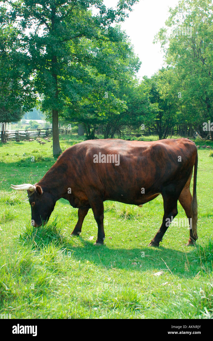 ox in field grazing Stock Photo - Alamy