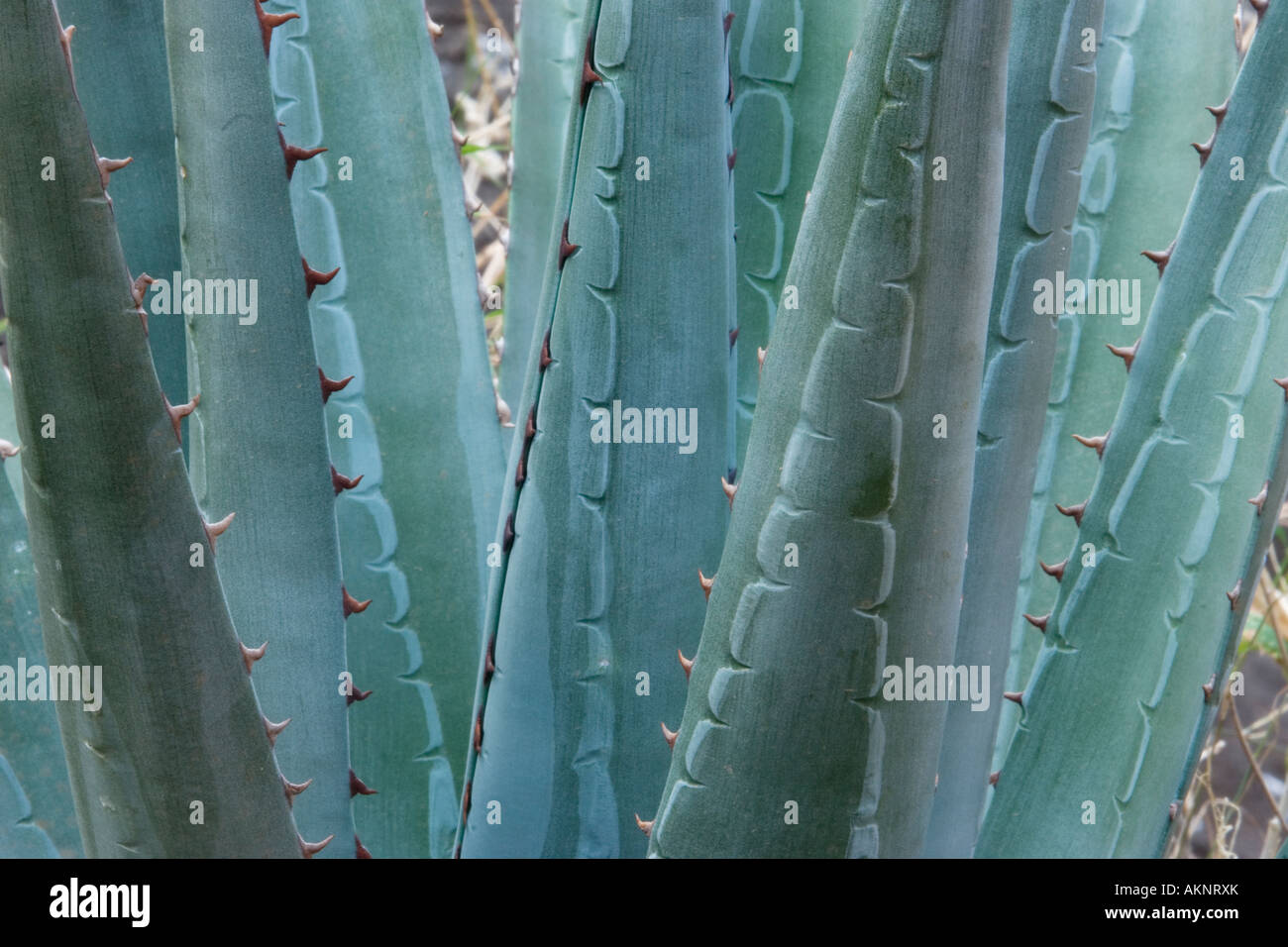 Yucca plant leaf detail Grand Canyon National Park Stock Photo - Alamy