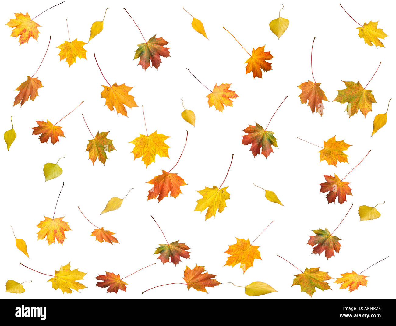 A lot of colorful autumn maple and birch leafs set isolated on white ...