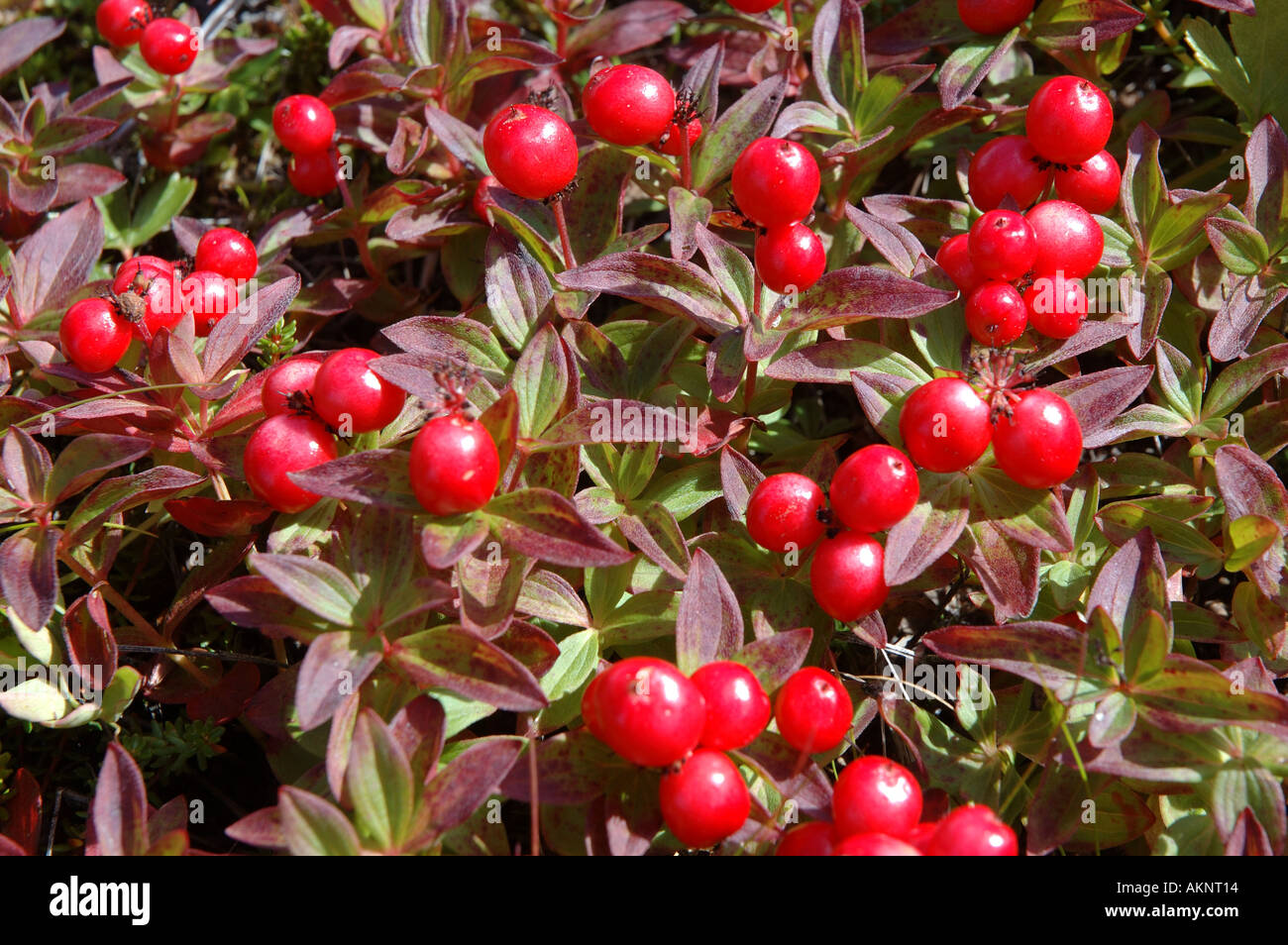Wild berries in Trinity, Newfoundland, Canada Stock Photo - Alamy