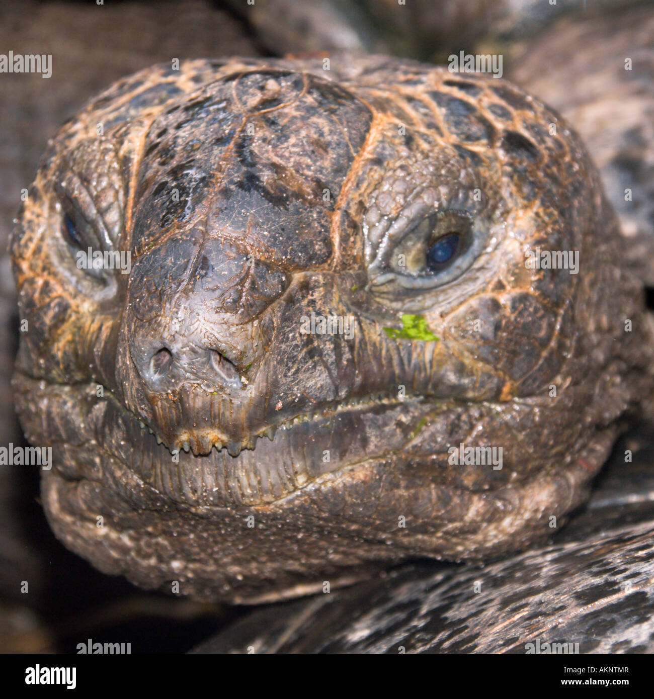 Aldabra giant tortoise Stock Photo - Alamy