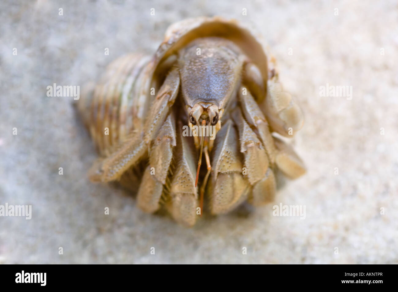 Hermit crab shells hi-res stock photography and images - Alamy