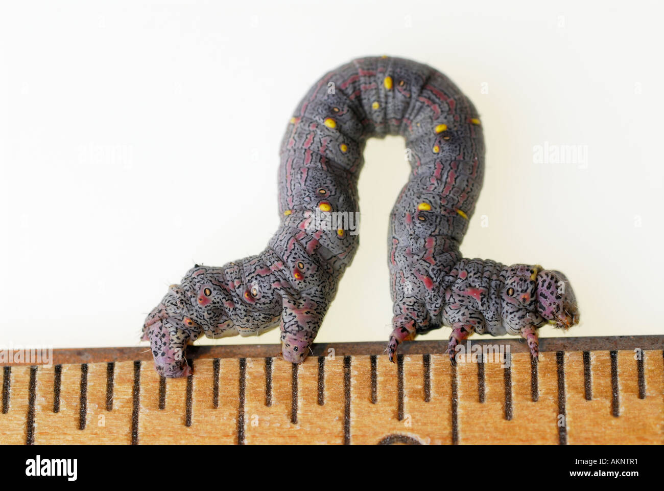 Inchworm geometer moth larvae Geometridae walking on edge of wooden ...