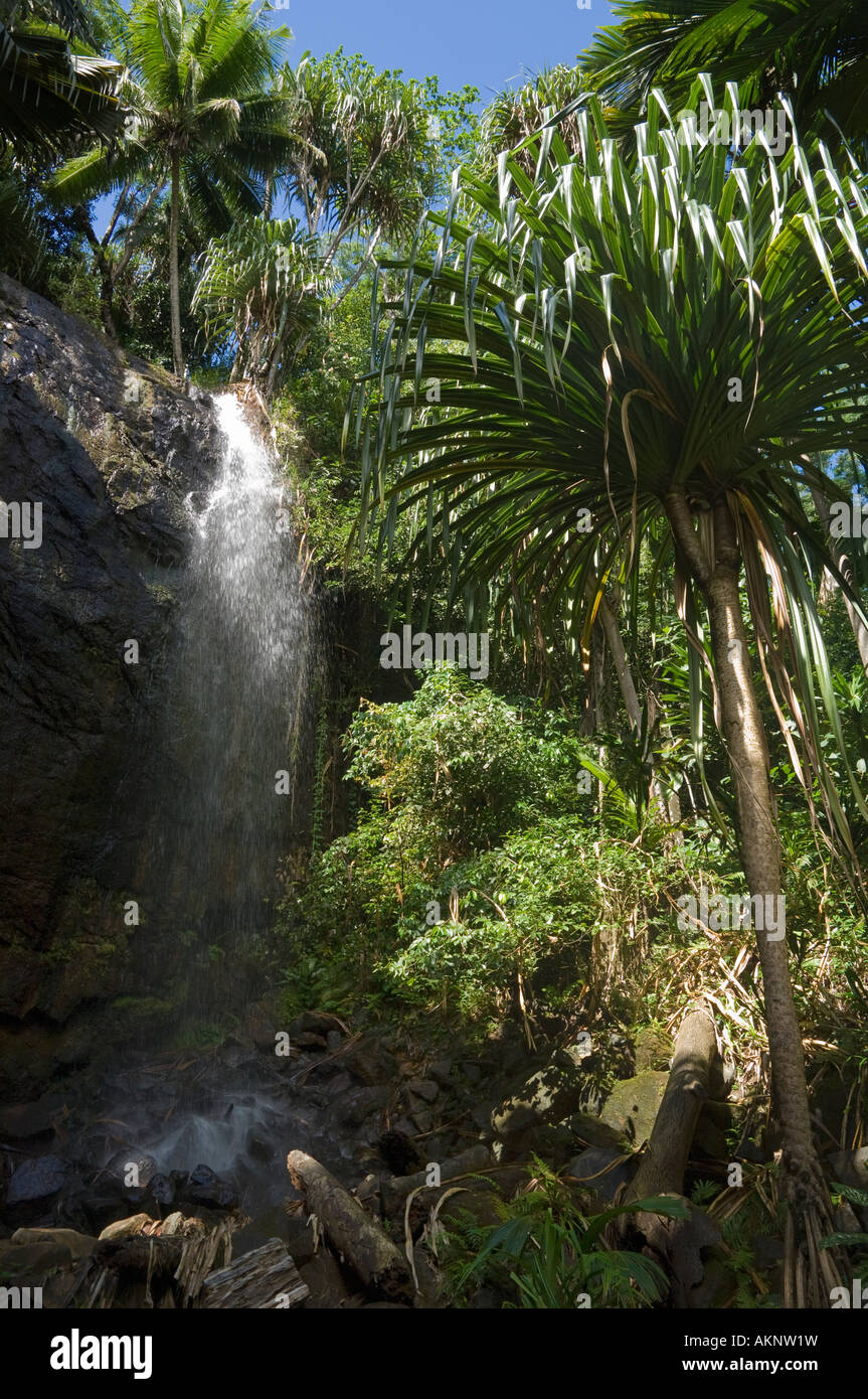 Small waterfall palm tree hi-res stock photography and images - Alamy