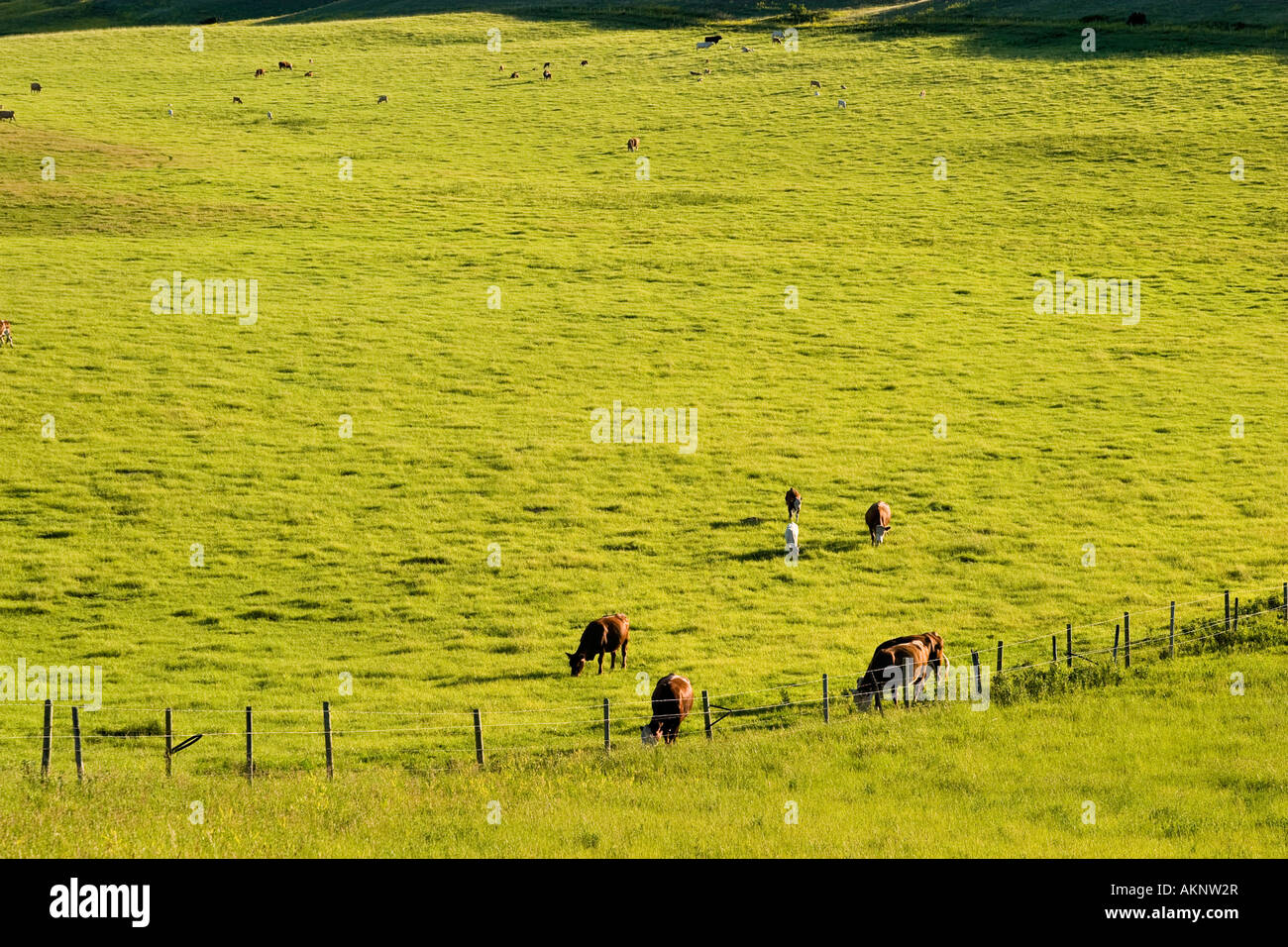 Cattle in a pasture Stock Photo - Alamy