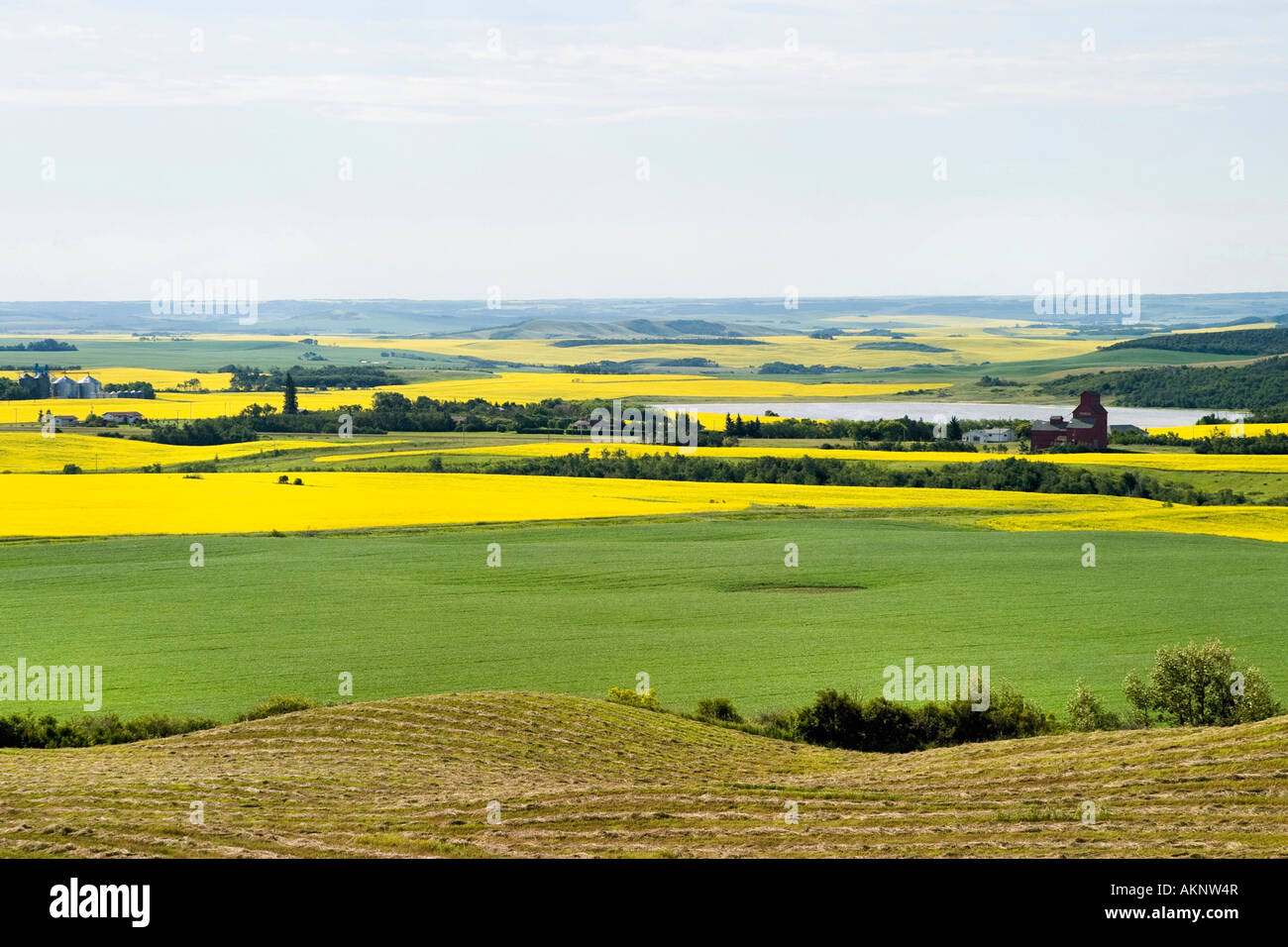 Canola fields in bloom Stock Photo - Alamy