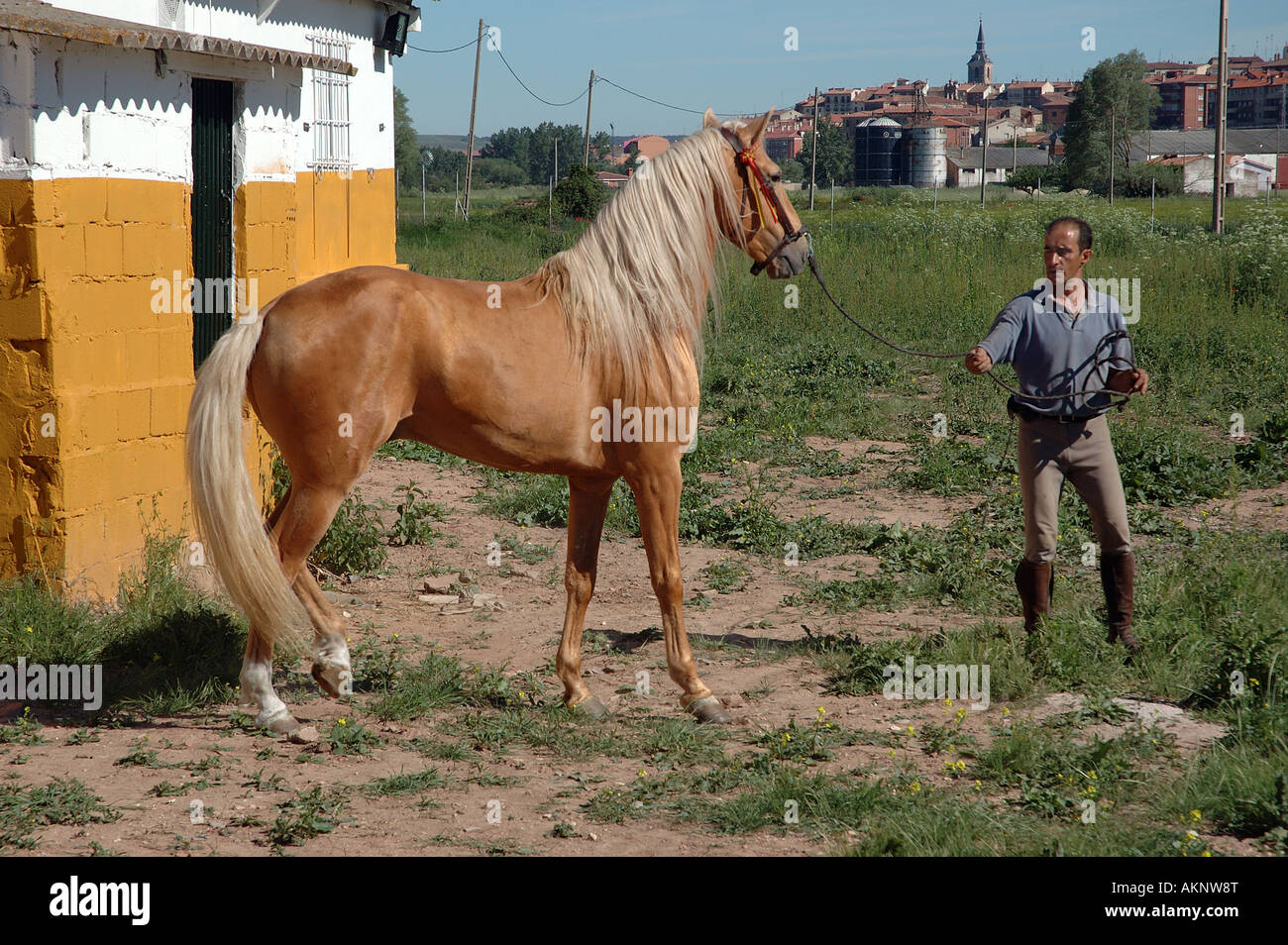 A beautiful palomino by the name of Diamante is one of the great gems ...