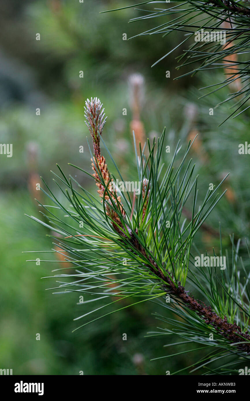 Pine tree and leaves Stock Photo - Alamy