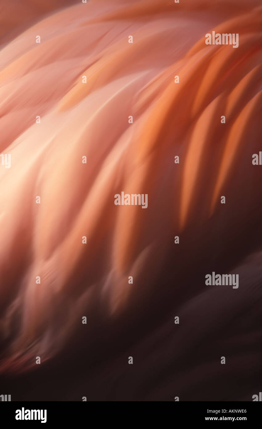 Flamingo Feathers Close Up Detail Texture Pattern Stock Photo - Alamy