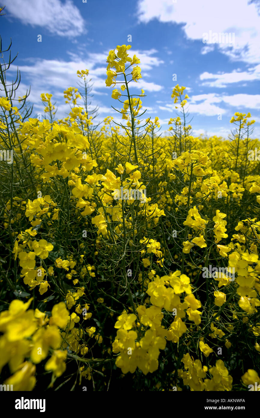 Oilseed rape field in full flower with a blue sky Stock Photo - Alamy