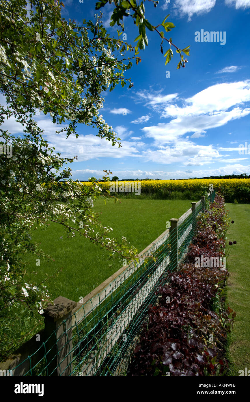 Garden fence in summer with hawthorne Stock Photo - Alamy