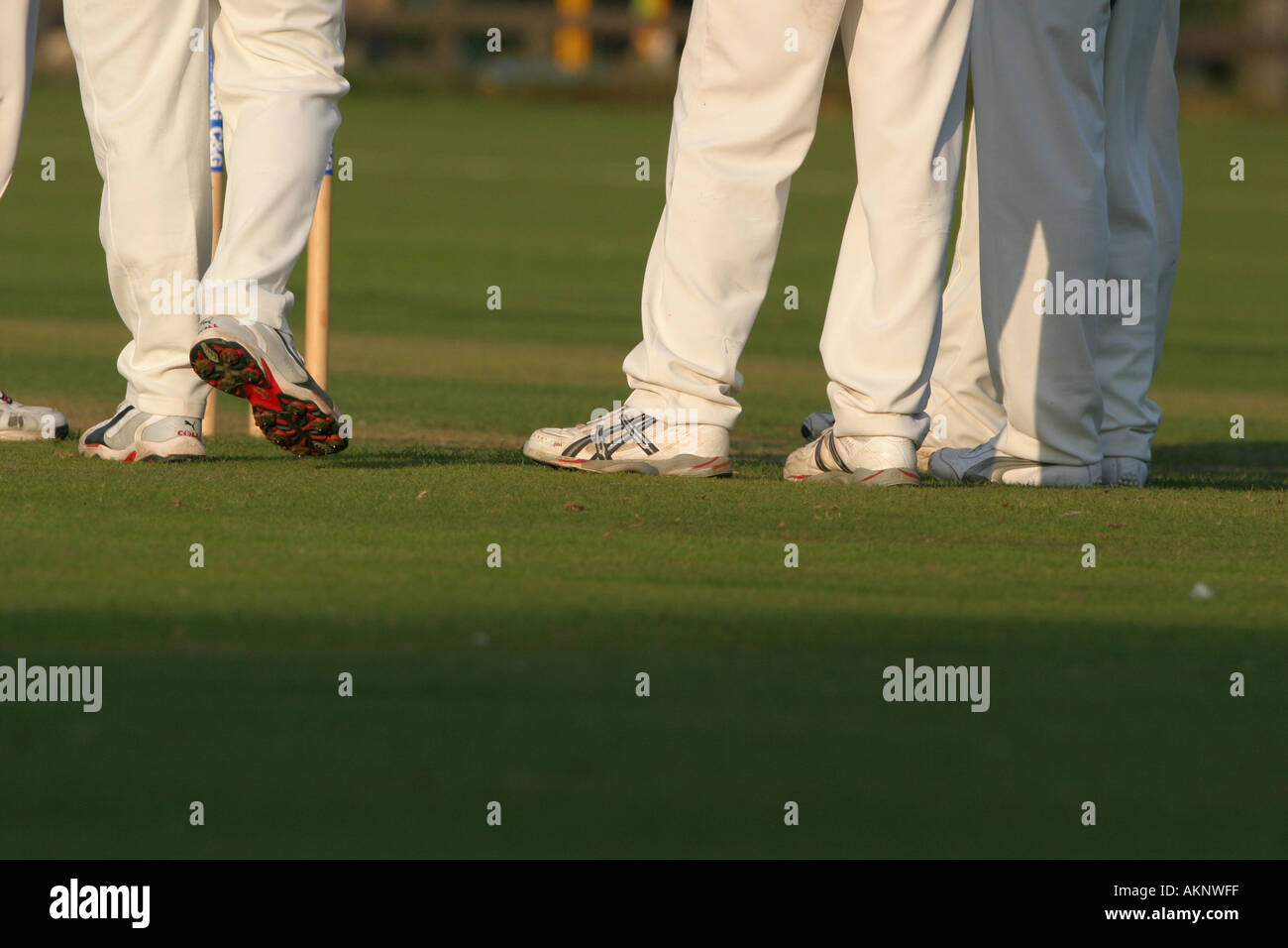 Cricket cricketers congratulations celebration hi-res stock photography ...