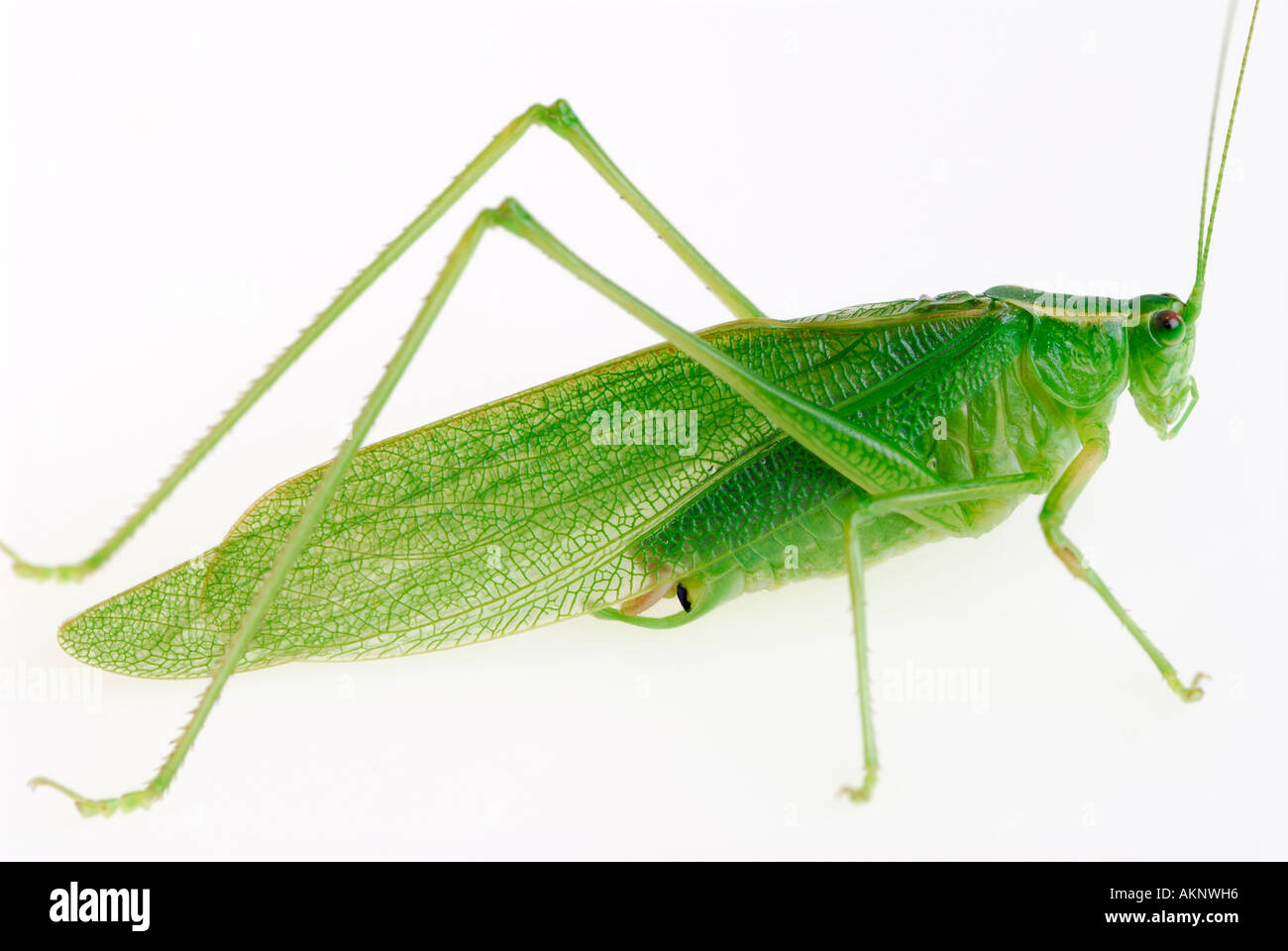 Great Green Grasshopper Grasshopper Lifecycle Dudley Zoo And Castle