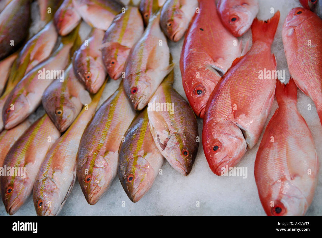 Red and Yellow Tail Snappers on ice at the fish market Stock Photo - Alamy