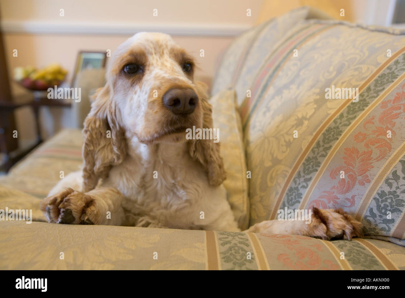 Cocker Spaniel sitting on a sofa in a living room Stock Photo - Alamy