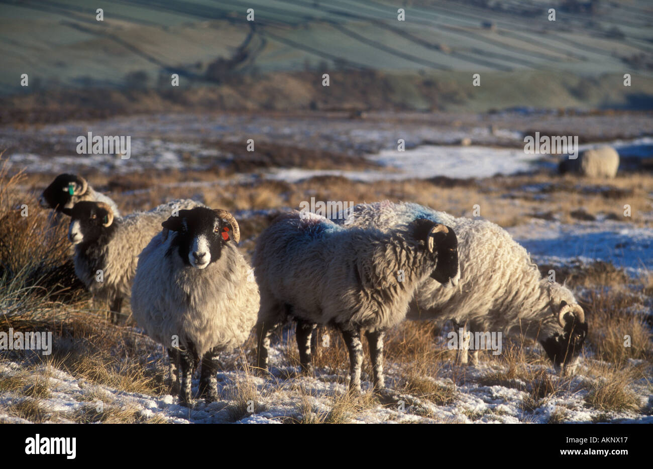 Swaledale ewes in winter Yorkshire Dales England Stock Photo - Alamy