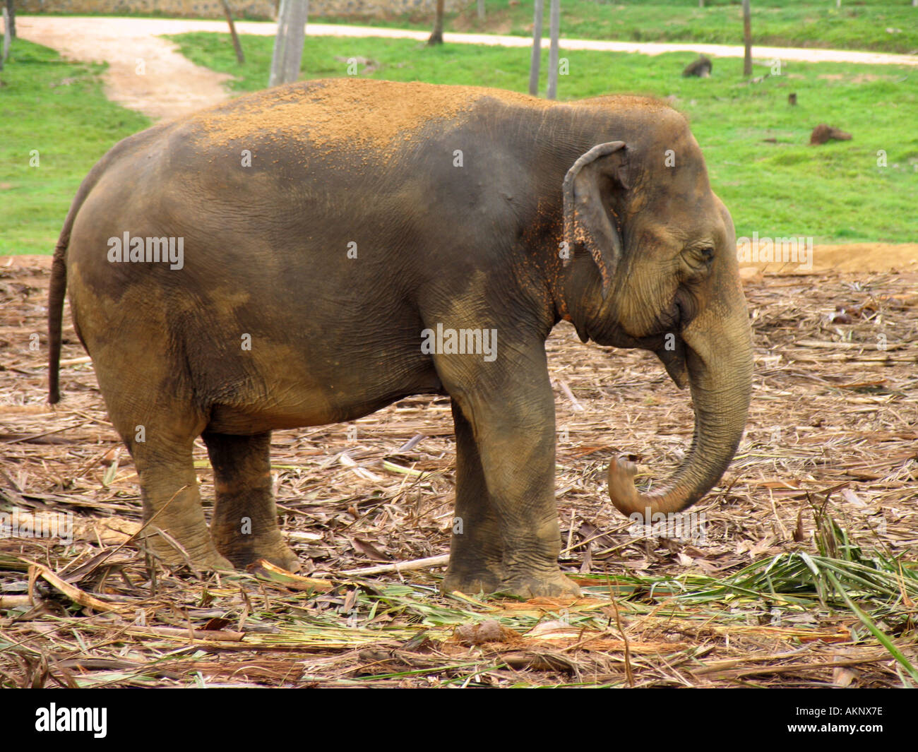 Elephant (Elephas maximus indicus) standing in Pinnawela Elephant ...