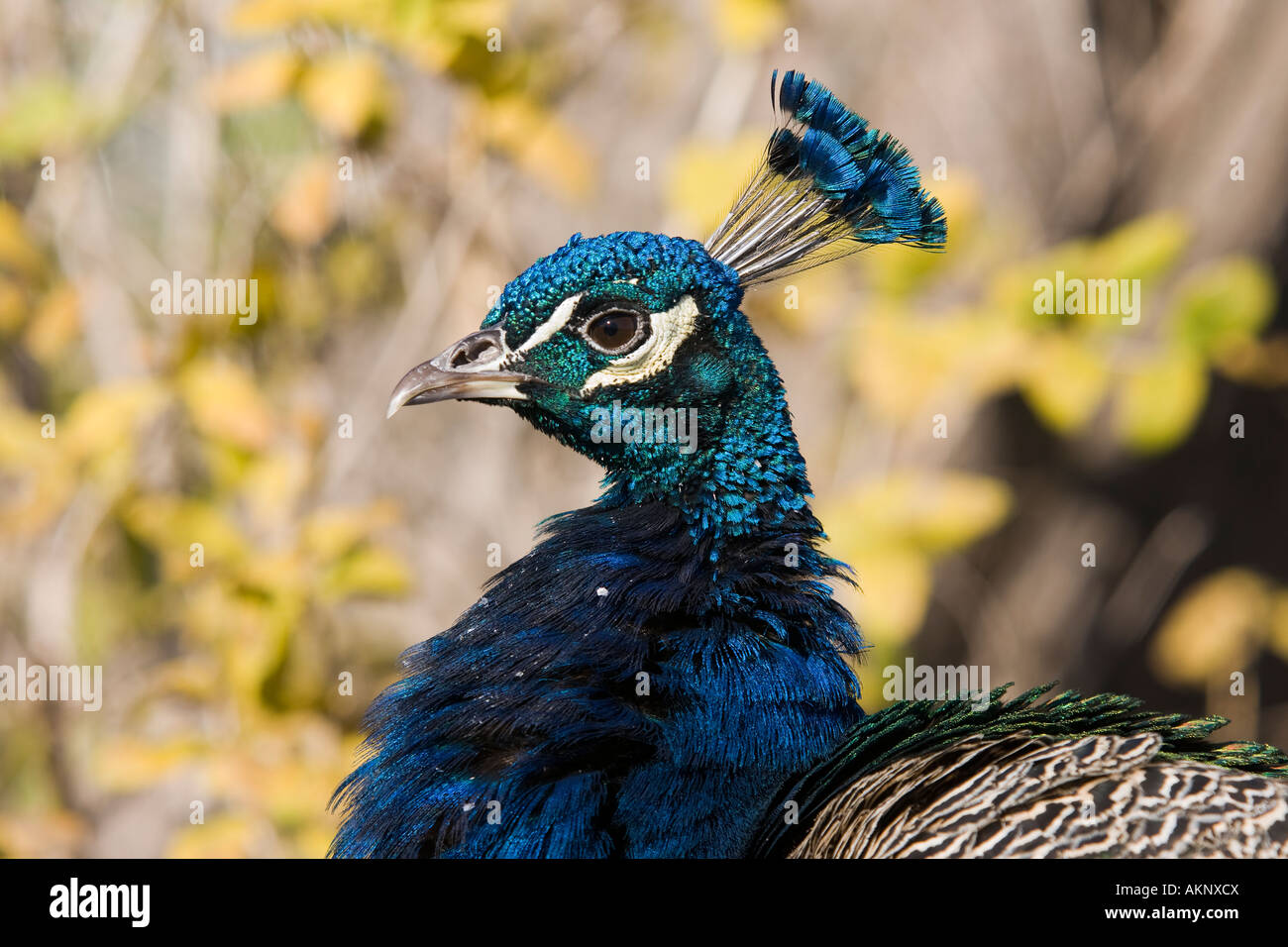 Peacock head shot Stock Photo - Alamy