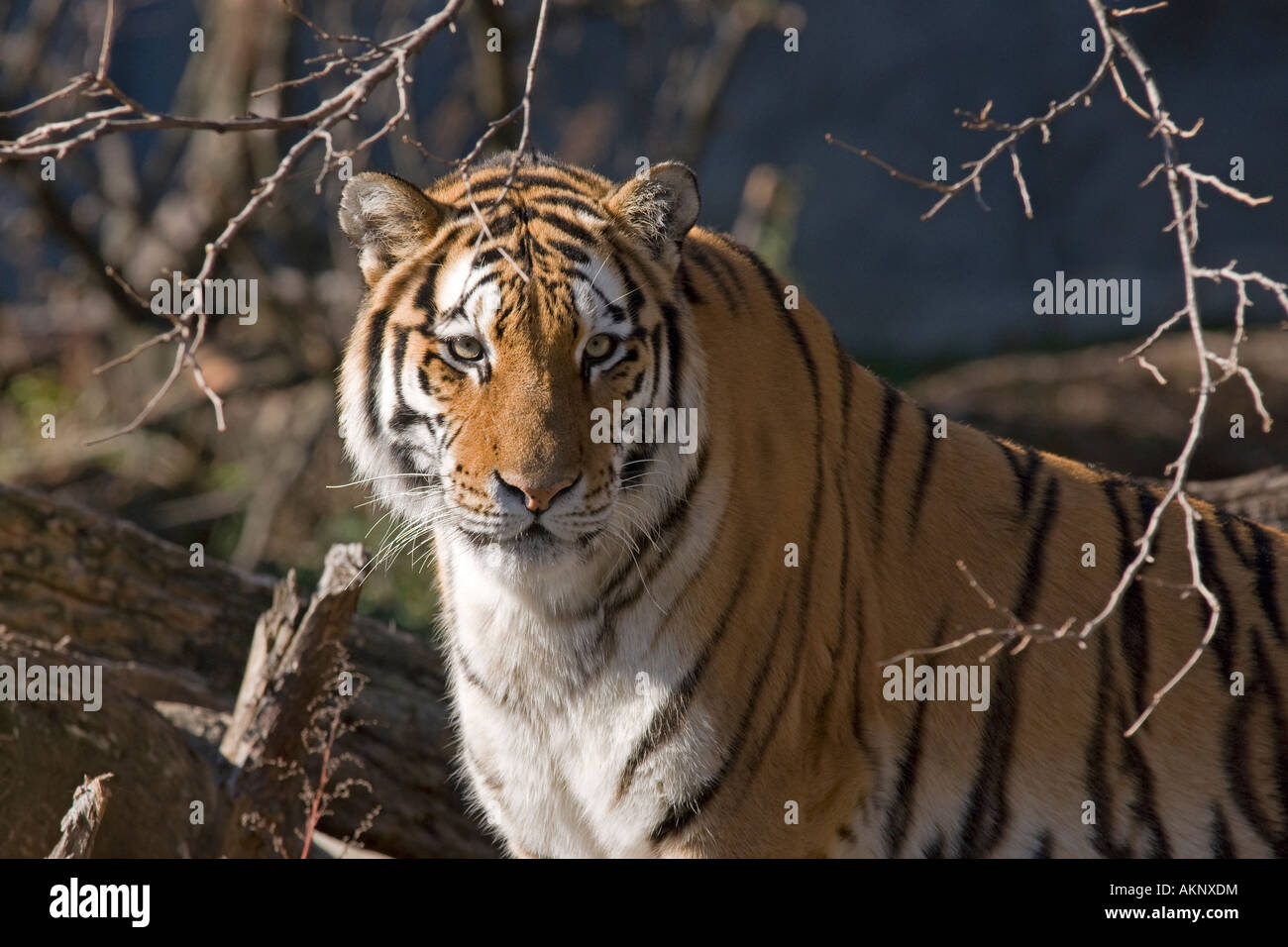 Siberian Tiger with bare tree branches in the foreground Stock Photo ...
