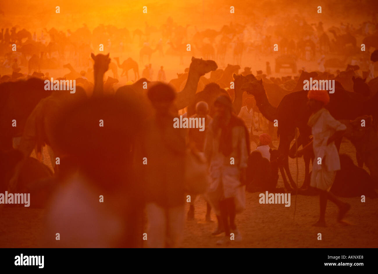 Rajasthan an overview of the Pushkar camel fair Stock Photo - Alamy