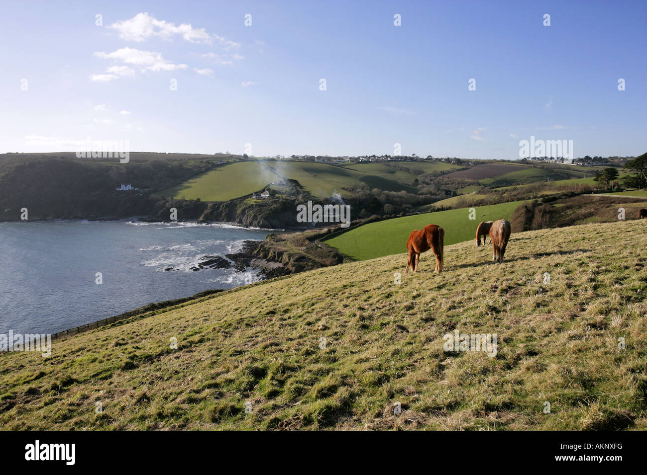 Horses out to grass on cliffside meadow Talland Bay Cornwall UK Stock ...